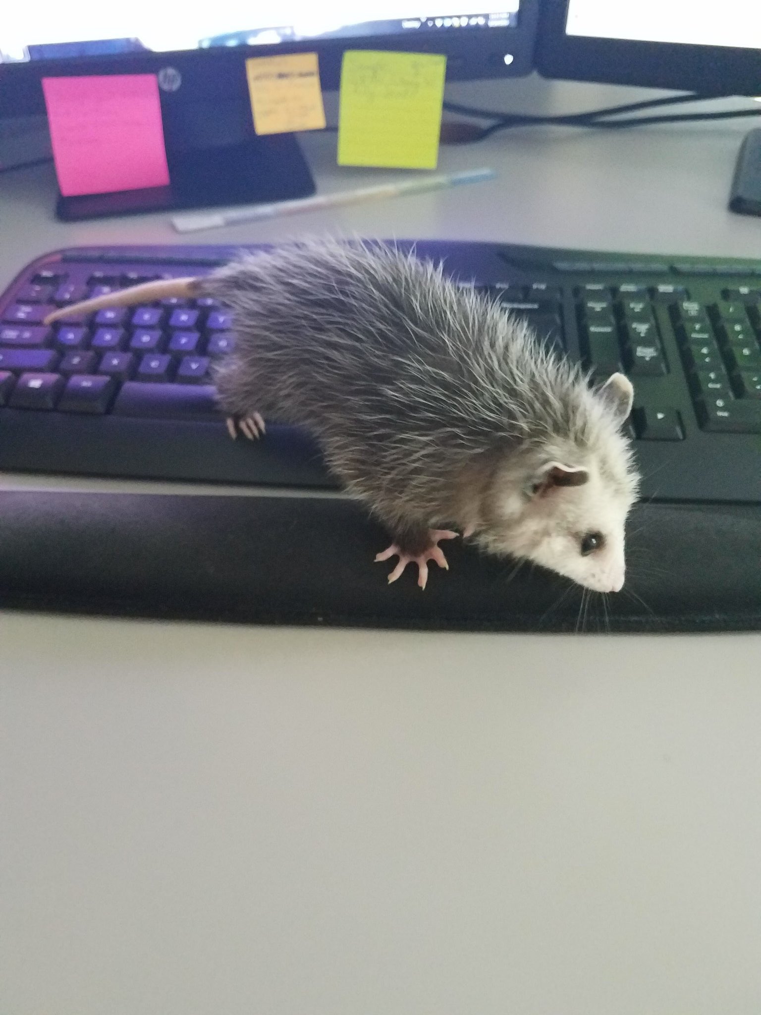 A young opossum sitting on a computer keyboard